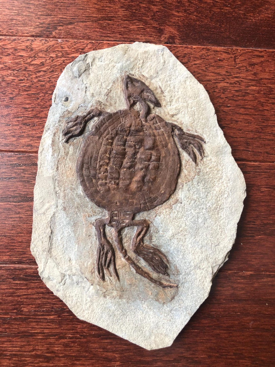 Placochelys Turtle Fossil Dinosaur Home Decoration Wall Display Gift ...