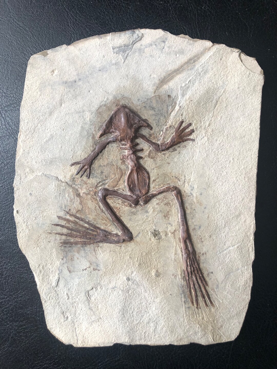 Frog Fossil-wall Display Home Decoration-gift - Etsy