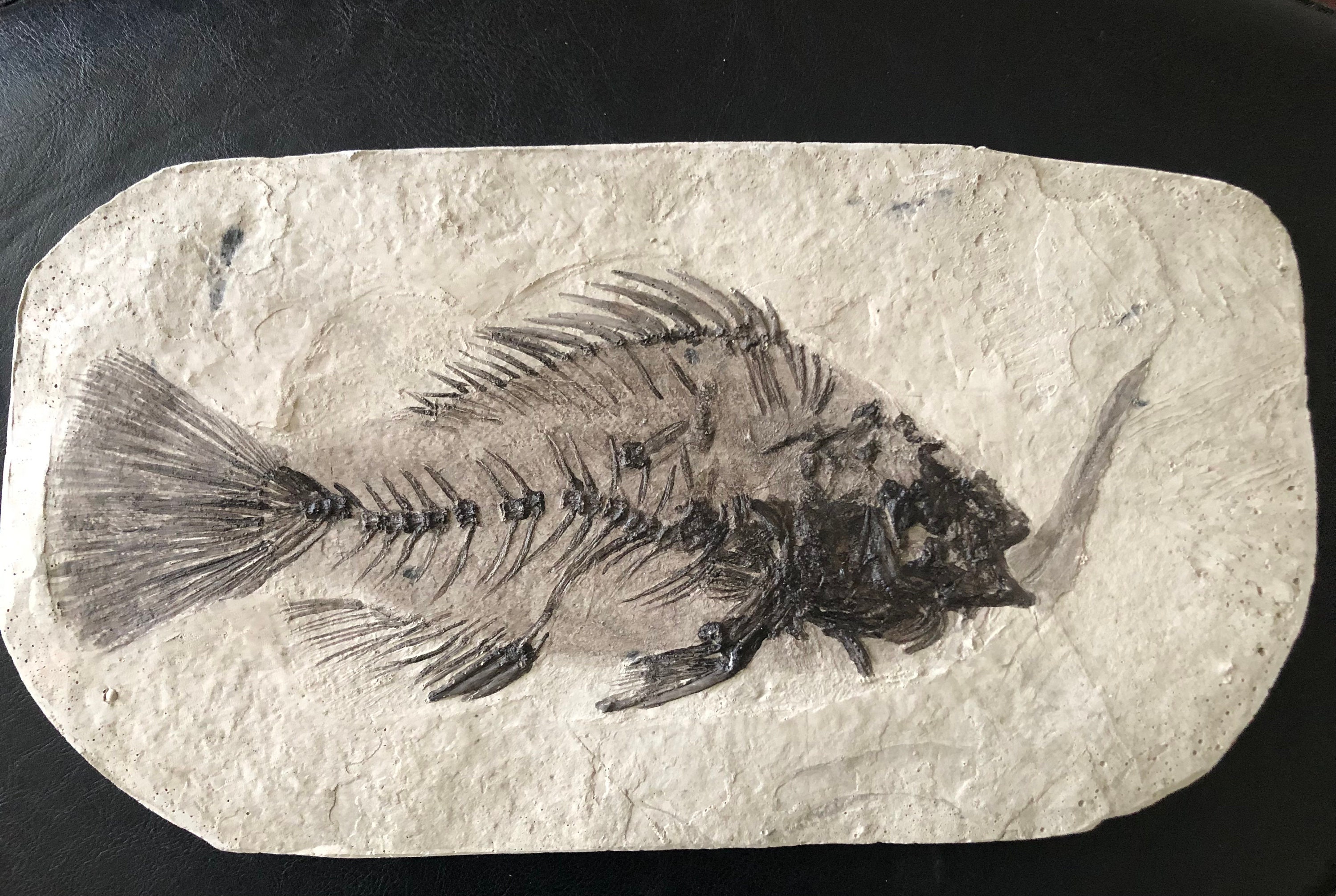 Rare Big Unknown Fish Eating a Small Fish Fossil-collection Decoration ...