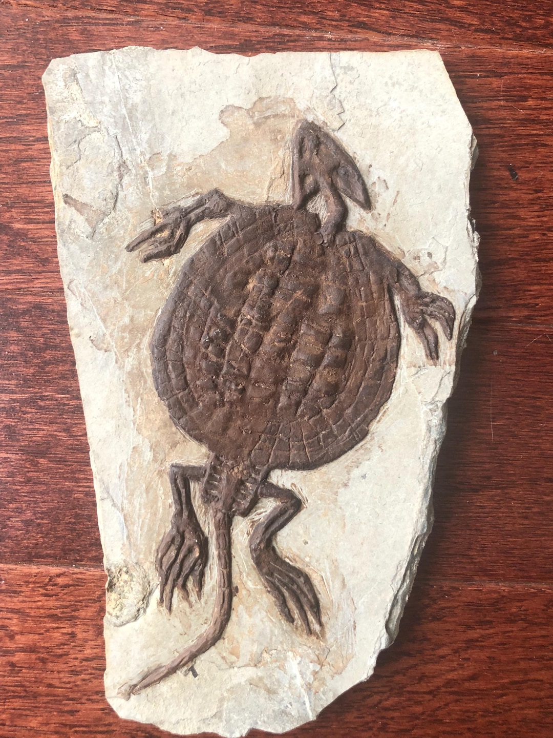 Placochelys Turtle Fossil Dinosaur Home Decoration Wall Display Gift ...