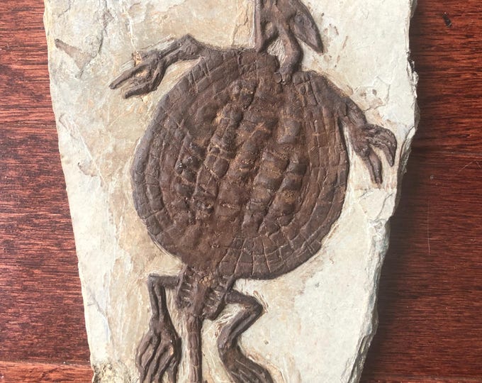Placochelys Turtle Fossil Dinosaur Home Decoration Wall Display Gift ...
