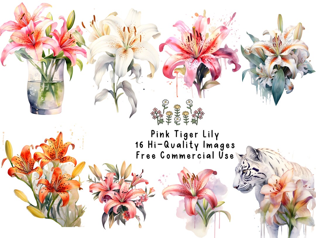Pink Tiger Lily Clipart, Watercolor Lily, Lily Bouquet, Watercolor ...