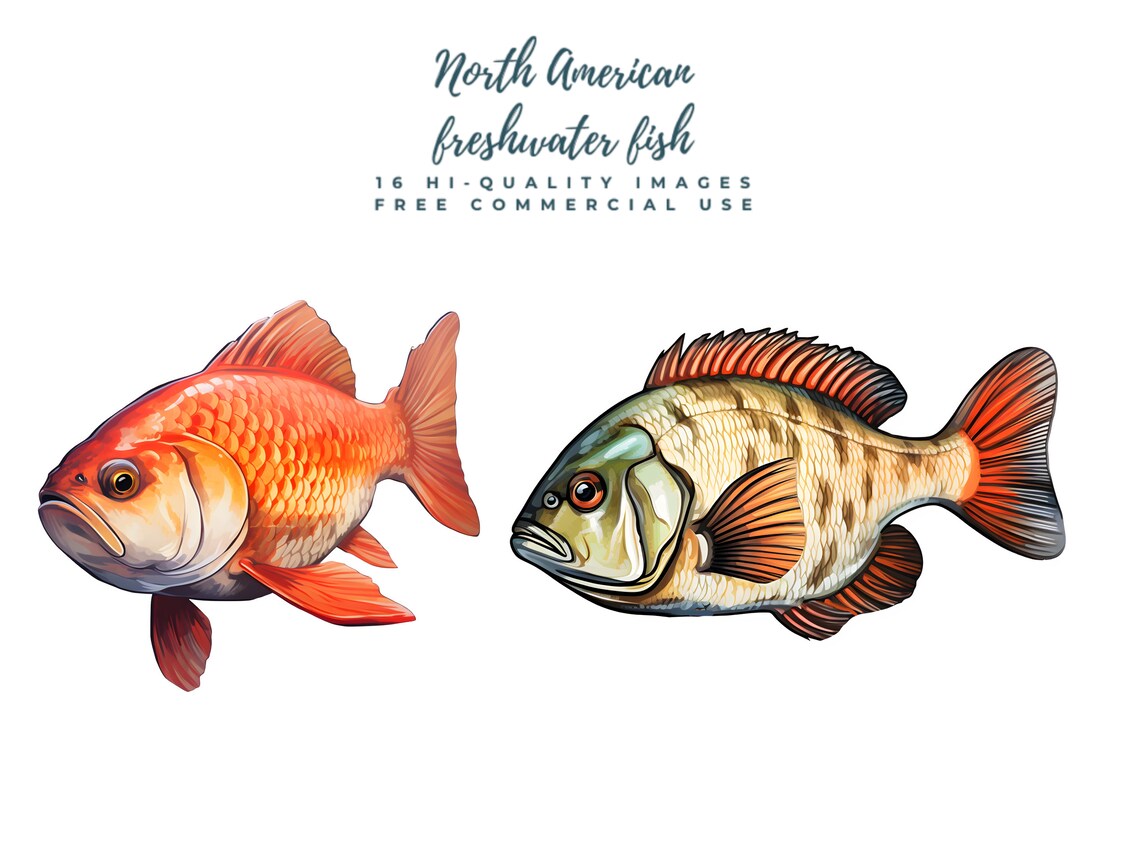 Watercolor Fish Clipart, Colorful Fish, Watercolor Fishing, Freshwater ...