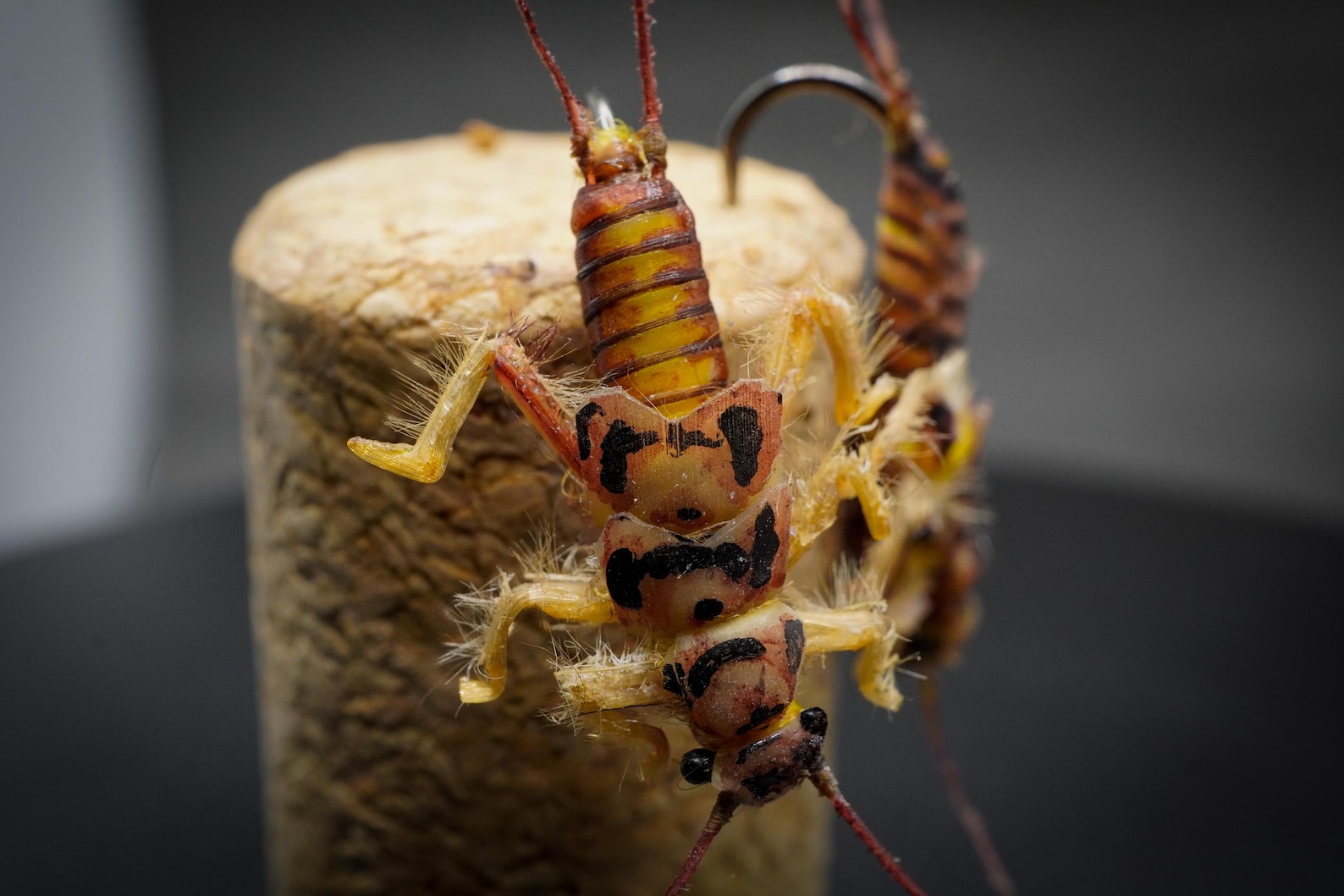 Fly Fishing - Realistic Golden Stonefly - Trout, Grayling, Barbel - Art ...