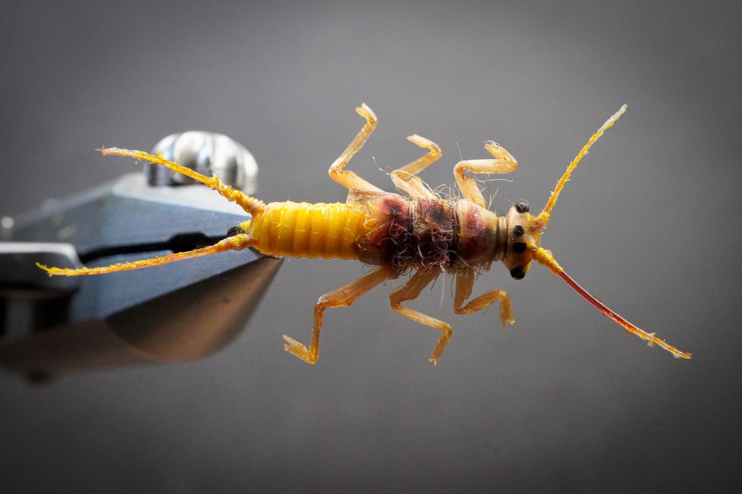 Fly Fishing - Realistic Big Stonefly - Trout, Grayling, Barbel - Art ...
