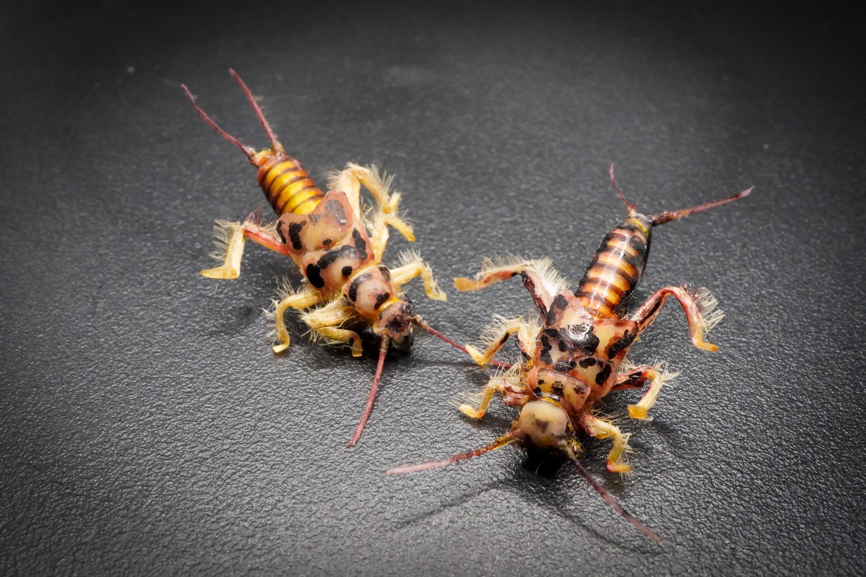 Fly Fishing - Realistic Golden Stonefly - Trout, Grayling, Barbel - Art ...