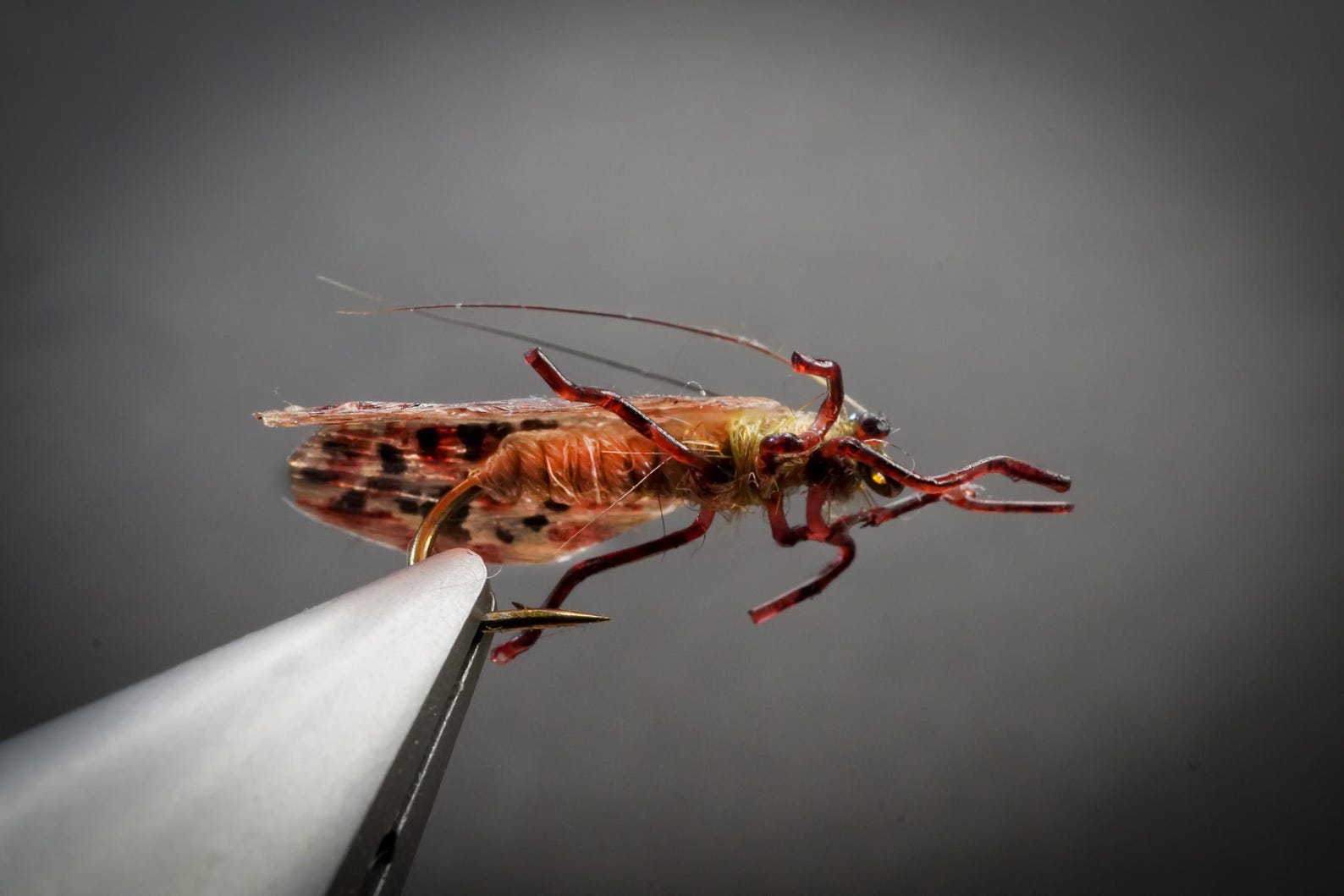 Fly Fishing -adult Caddisfly - Realistic - Fly Art -trout, Grayling ...