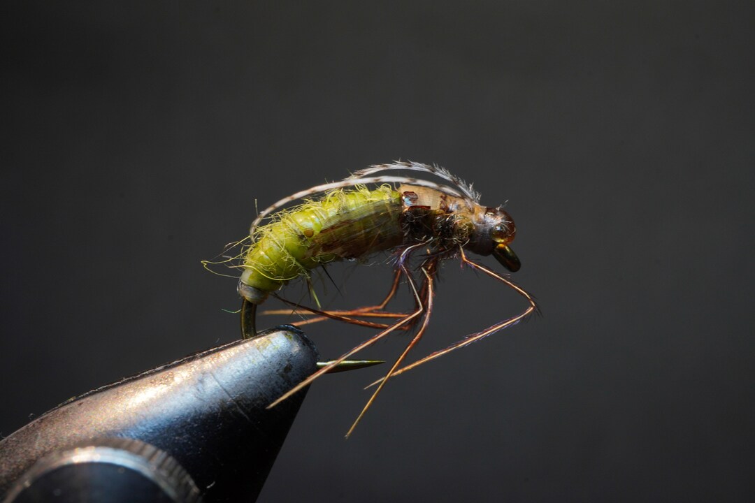 Fly Fishing - Caddisfly Pupa - Rhyacophila- Realistic - Trout, Grayling ...