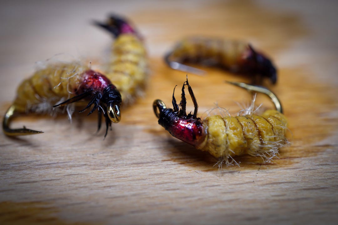 Fly Fishing - Caddisfly Larva - Limnephilidae- Realistic - Trout ...