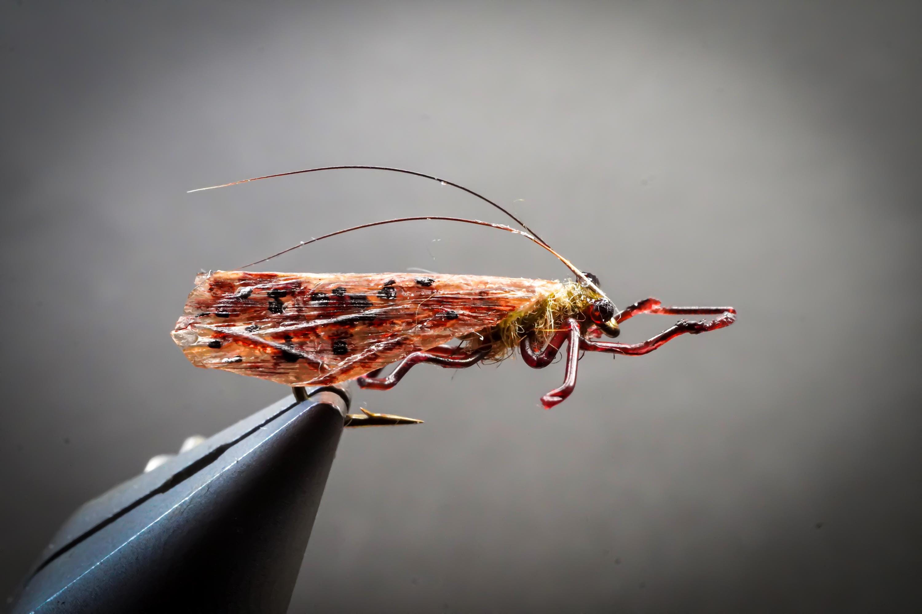 Fly Fishing -adult Caddisfly - Realistic - Fly Art -trout, Grayling ...