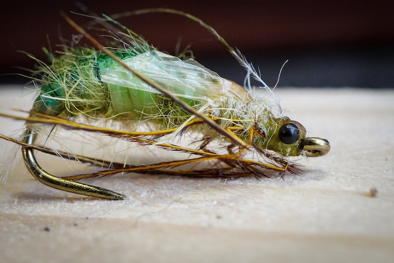 Fly Fishing - Caddisfly Pupa - Hydropsyche- Realistic - Trout, Grayling, Barbel - Etsy
