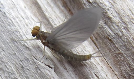 Fly Fishing -BWO May Fly - Realistic - Trout, Grayling, Barbel - Etsy