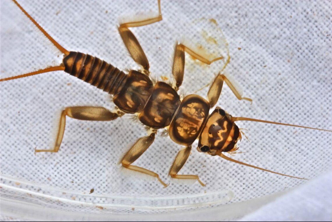 Fly Fishing - Realistic Golden Stonefly - Trout, Grayling, Barbel - Art ...