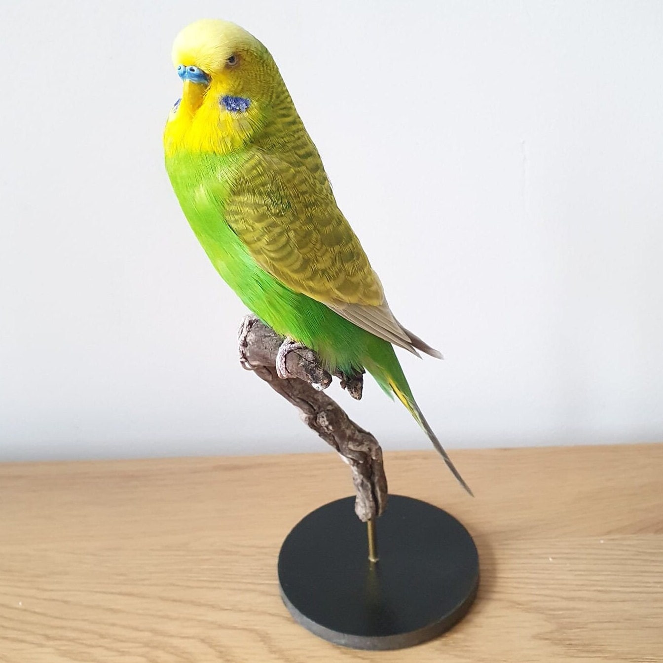Real Taxidermied Bird Feathers Budgerigar Budgie Taxidermy ...