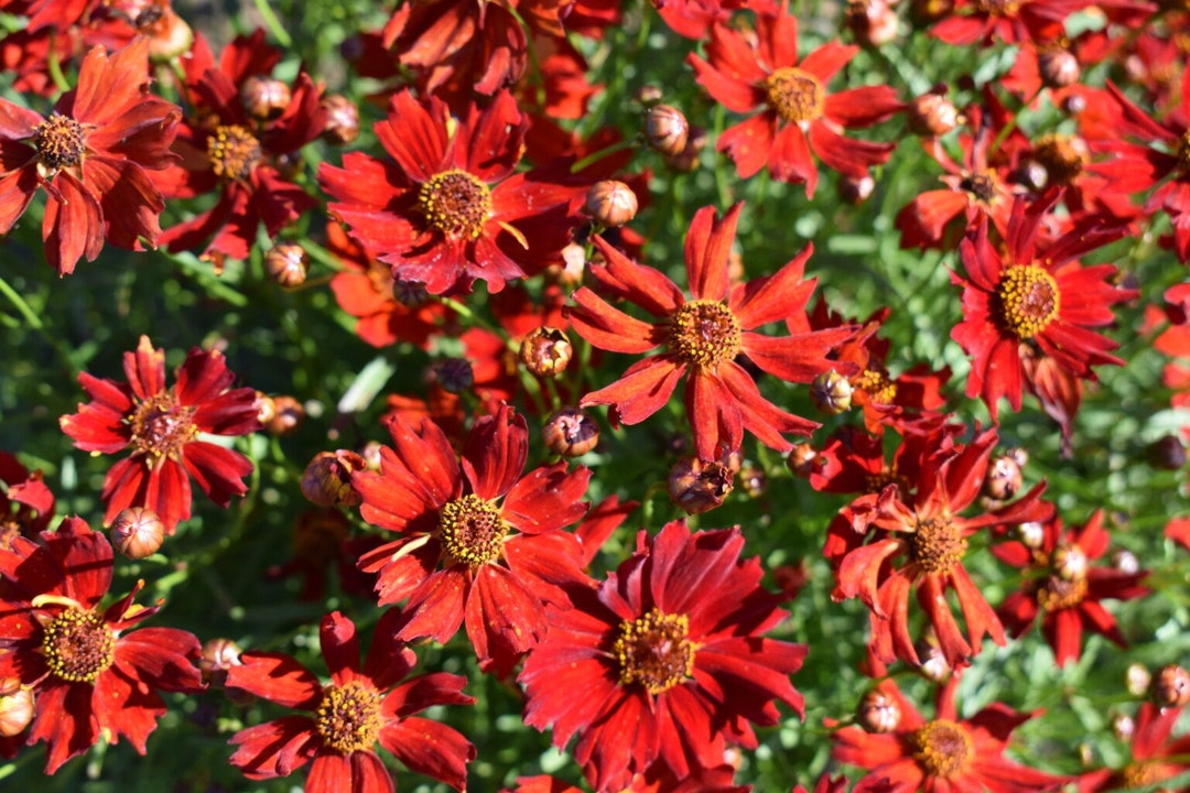 1000 Coreopsis Red Dwarf Seeds Dwarf Red Plains Coreopsis - Etsy