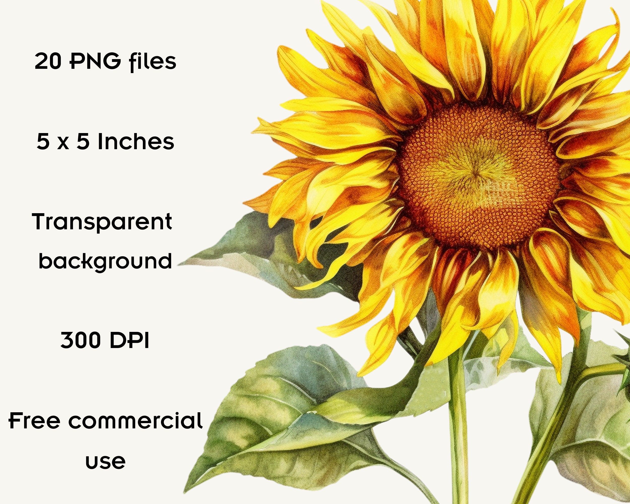 Sunflower Watercolor Clipart Bundle 20 Pngs Transparent - Etsy