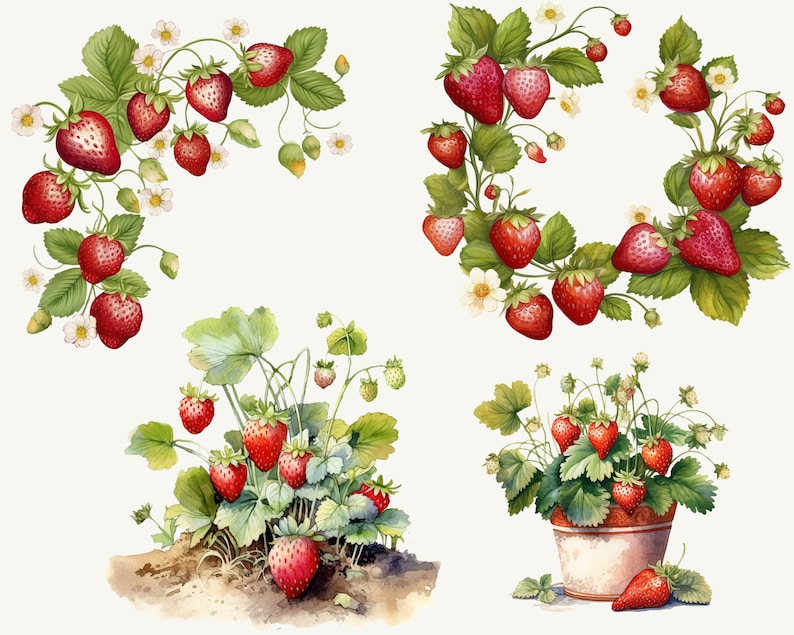 Watercolor Strawberries Clipart Bundle 24 Pngs Transparent - Etsy
