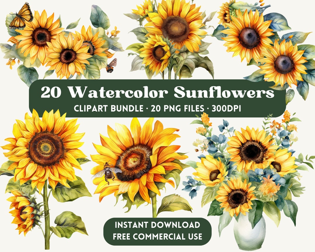 Sunflower Watercolor Clipart Bundle 20 Pngs Transparent - Etsy