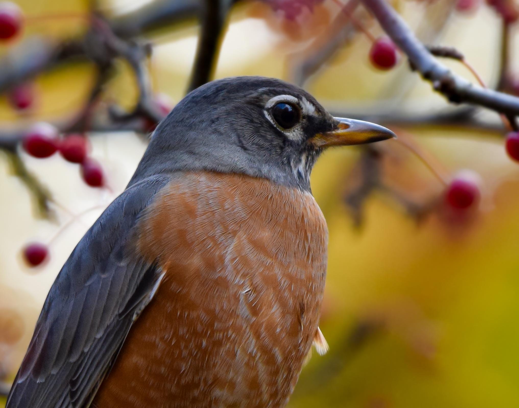 A Contemplative American Robin, Bird Photography, Gift for Bird Lovers ...