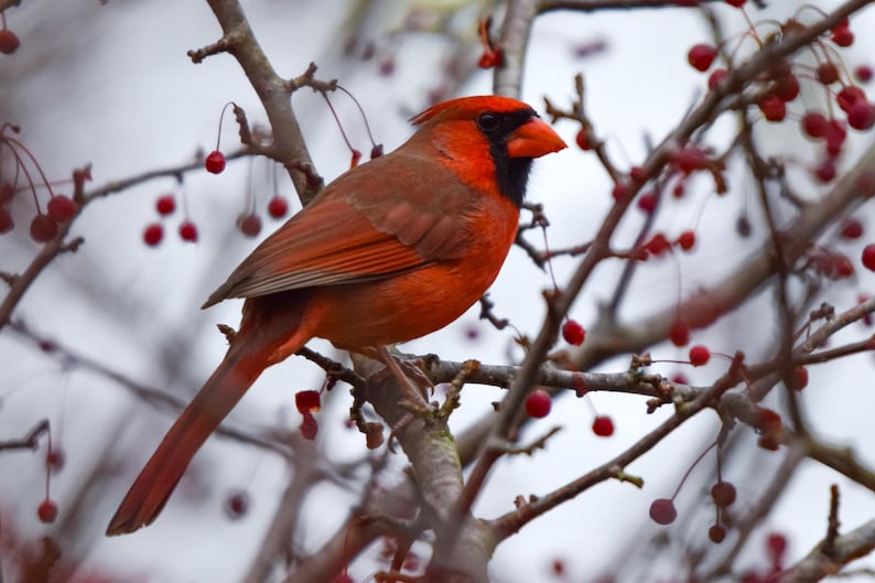 A Male Northern Cardinal Snacking on Berries, Bird Photography, Gift ...