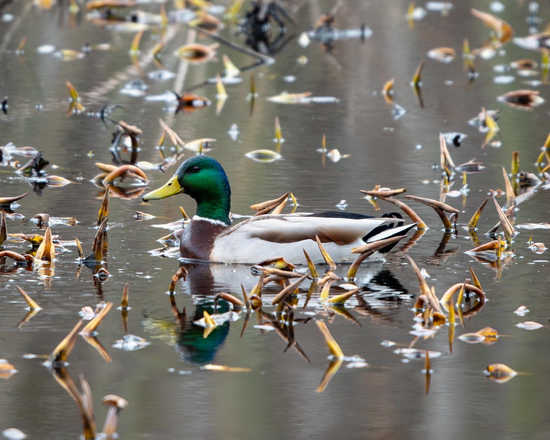 Male Mallard in the Reeds, Bird Photography, Gift for Bird Lovers ...