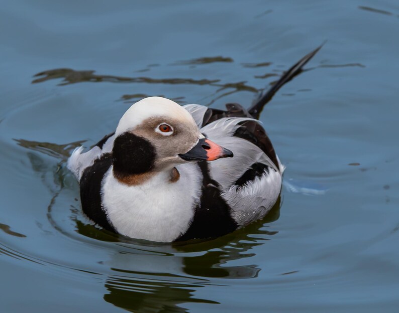 Migrating Long-tailed Duck, Bird Photography, Gift for Bird Lovers ...