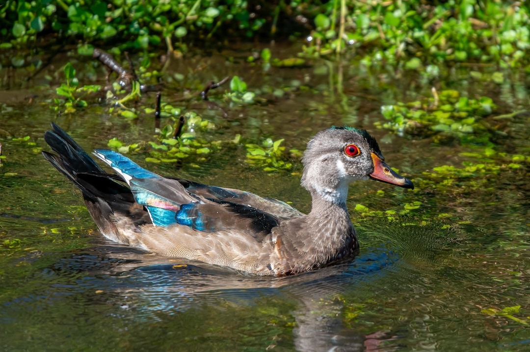Molting Young Male Wood Duck, Bird Photography, Gift for Bird Lovers ...