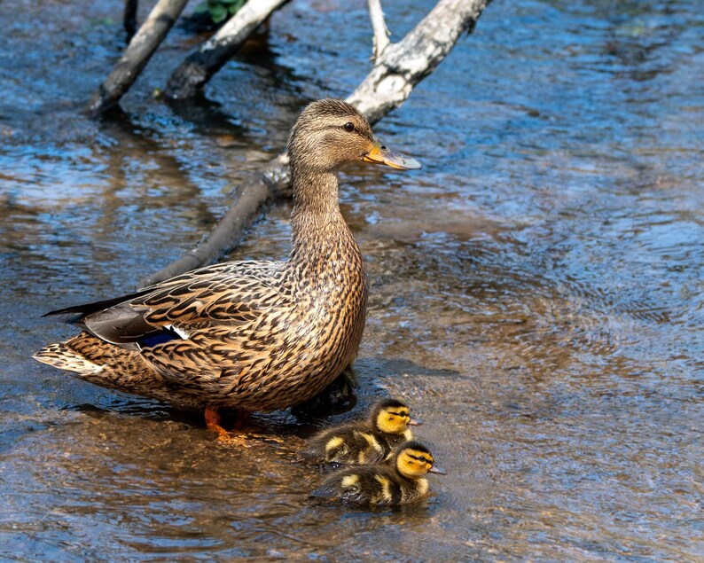 Proud Mother Mallard, Bird Photography, Gift for Bird Lovers Birding ...