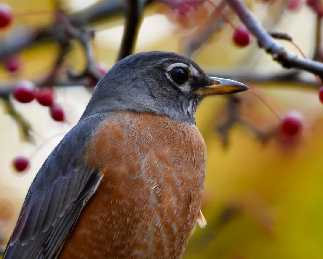 A Contemplative American Robin, Bird Photography, Gift for Bird Lovers ...