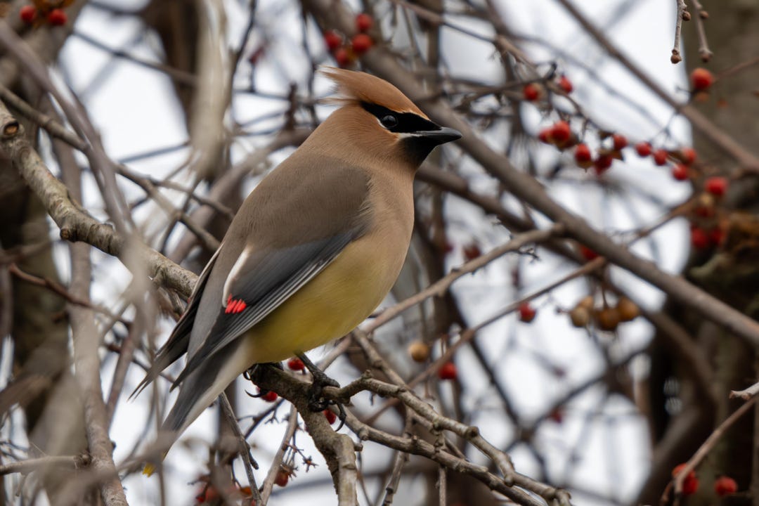 Cedar Waxwing in Early Spring, Bird Photography, Gift for Bird Lovers ...