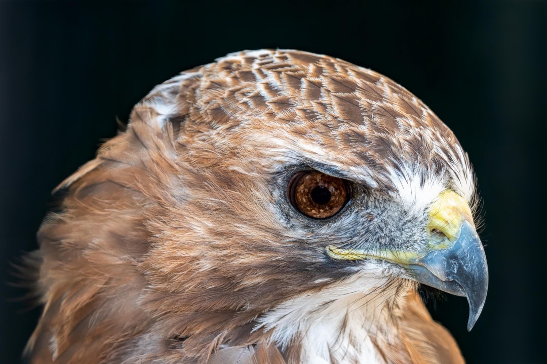Digital Download: Red-tailed Hawk (rescued), Bird Photography, Gift for ...