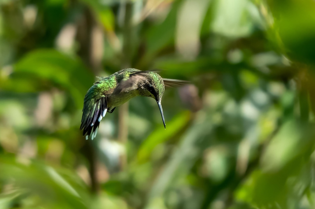 Diving Ruby-throated Hummingbird, Perching, Bird Photography, Gift for ...
