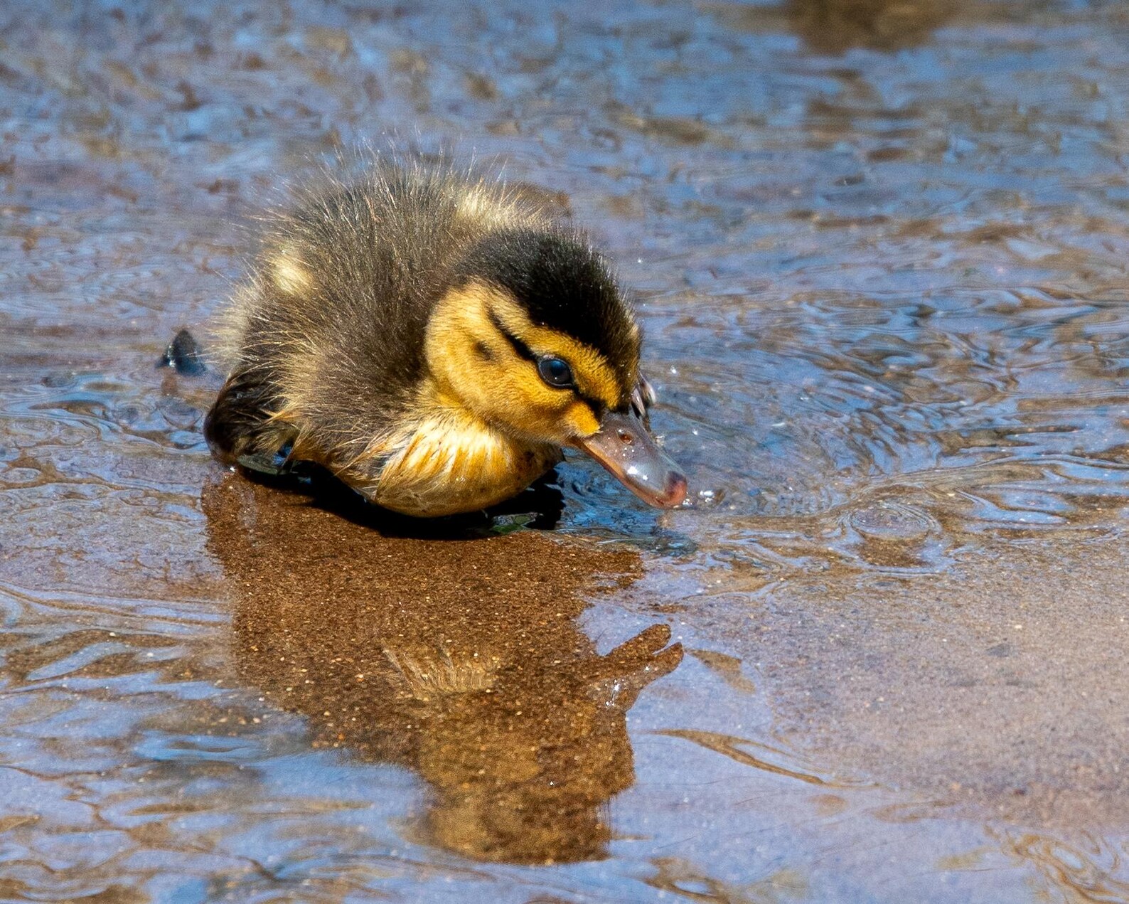 Mallard Duckling Meets Their Reflection, Bird Photography, Gift for ...