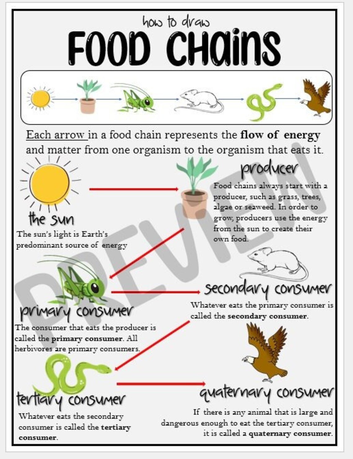 How to Draw Food Chains Poster - Etsy
