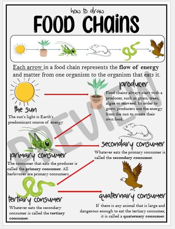 Quaternary Consumers