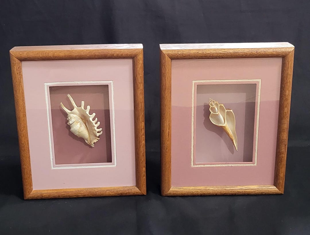 2 Figi Giftware Sea Shells in Oak Shadowbox Frames, Wall Art Ocean ...