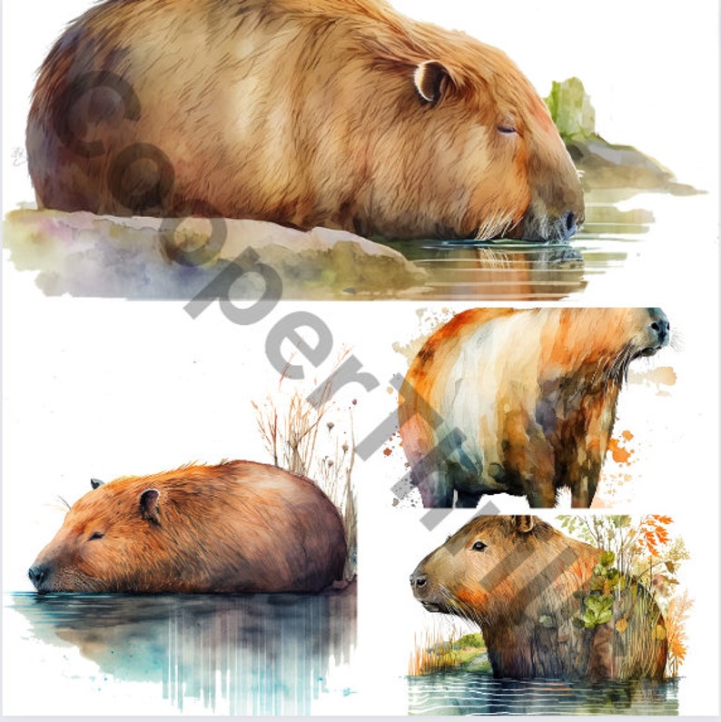Capybara Clipart, Animal and Nature Clipart, Watercolor Capybara, for ...