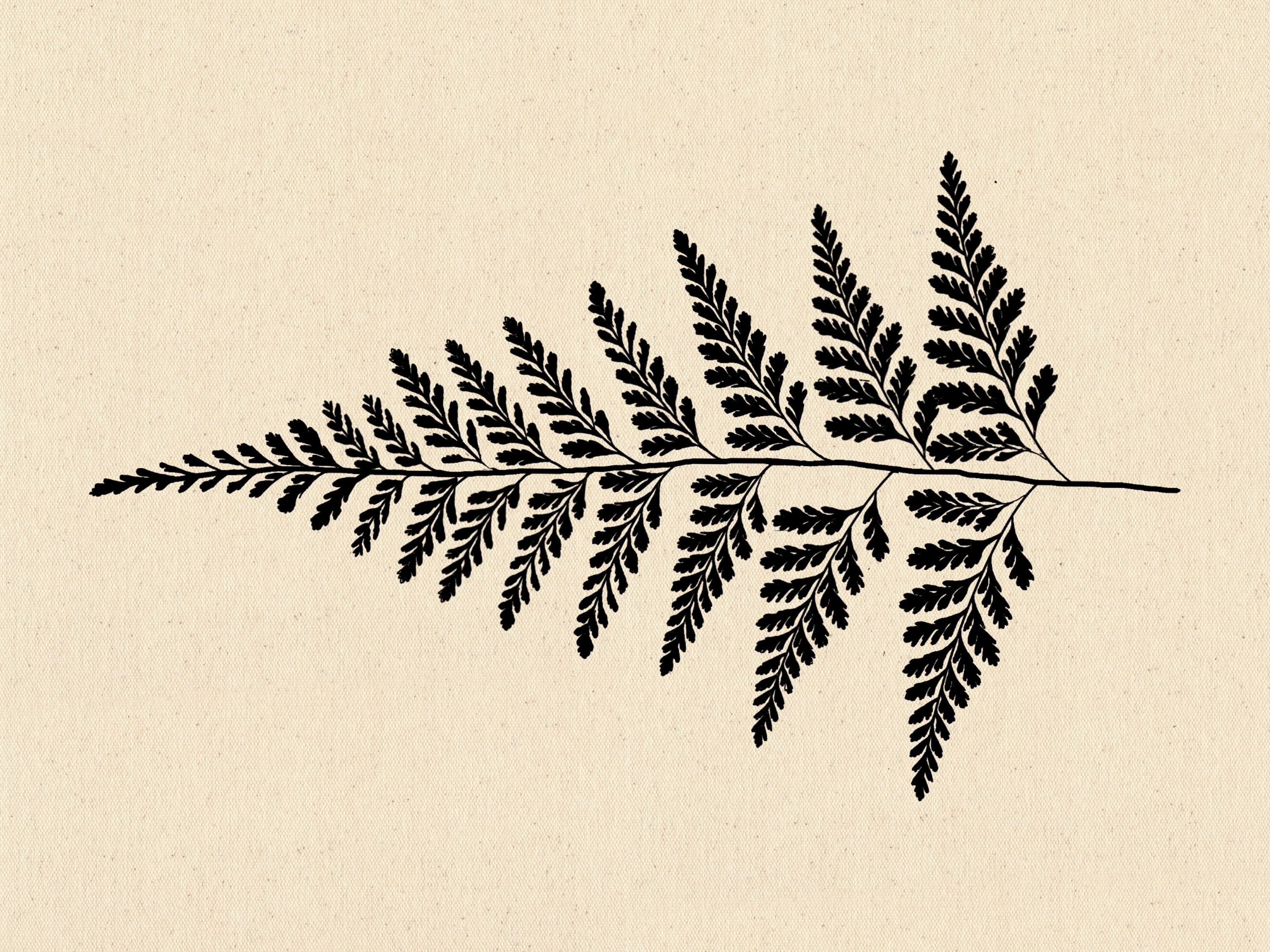 Fern Drawing