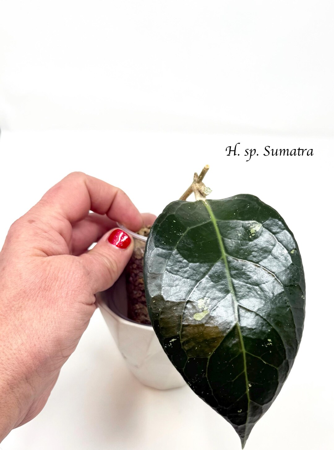 Hoya Sp. Sumatra (rare Hoya) #197 - Etsy