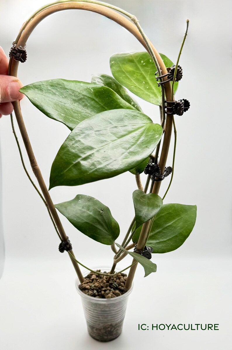 Hoya Cinnamomifolia Var Purpureofusca 1 - Etsy