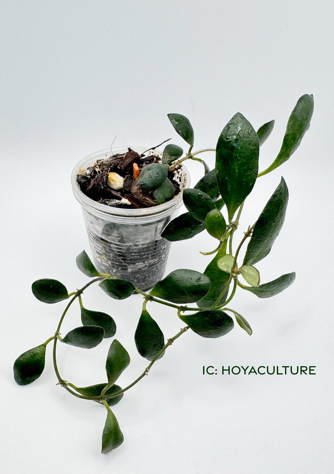 Hoya Bilobata - Etsy