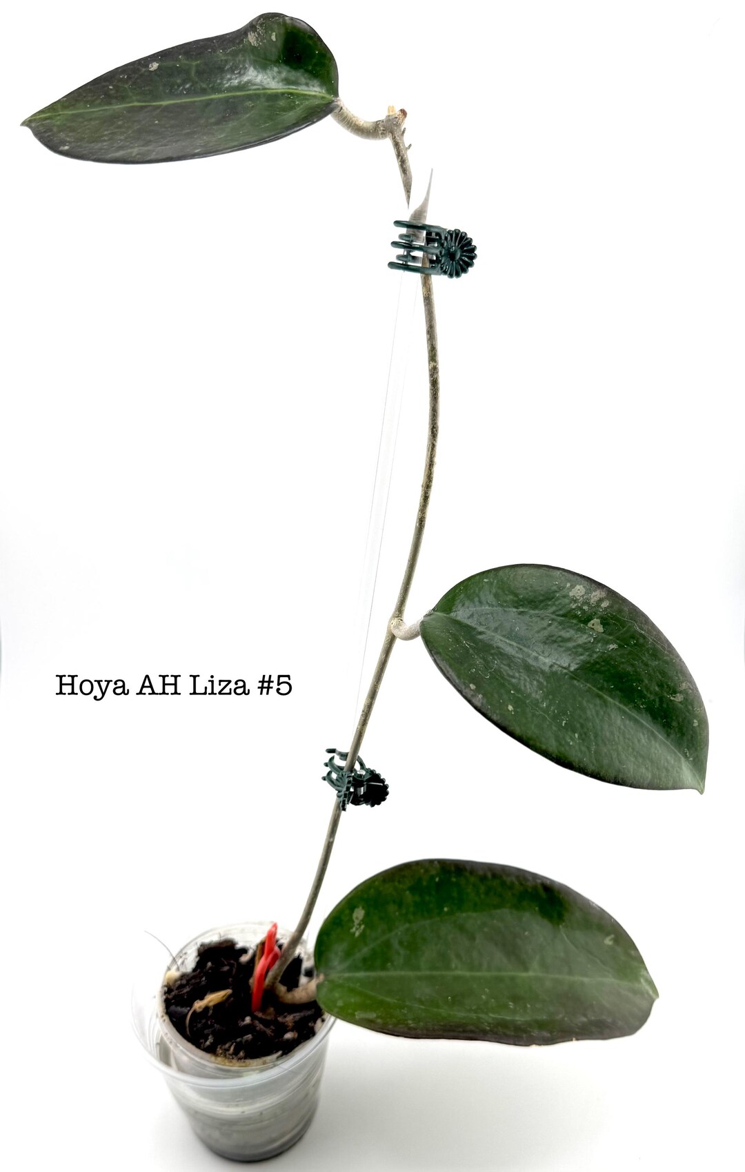 Hoya AH Liza #5 (rare Hoya) - Etsy