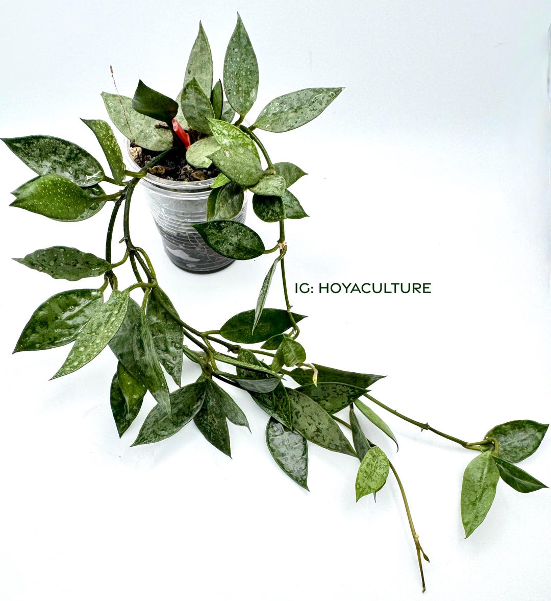 Hoya Lacunosa FN-11 #4 - Etsy