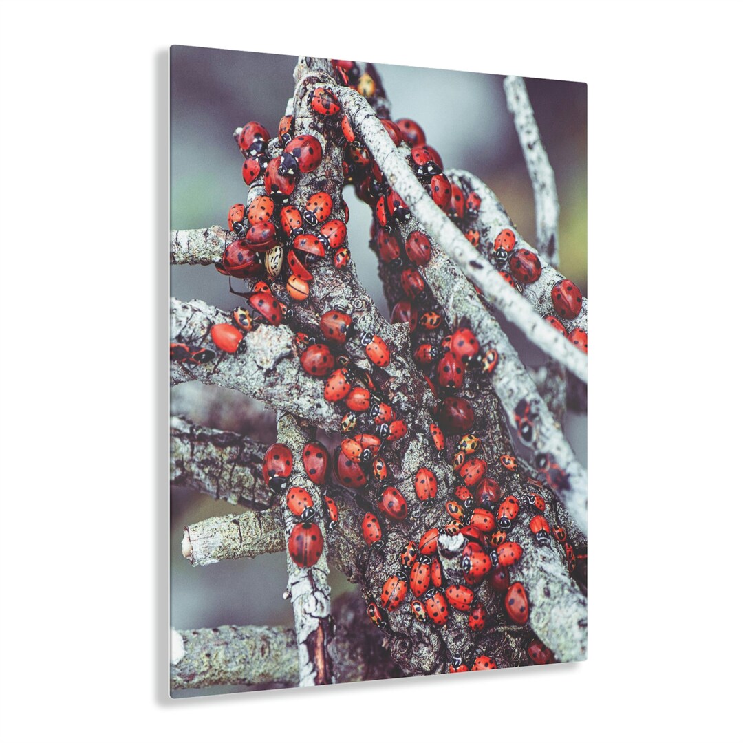 Wildlife Photography Acrylic Print, Ladybug Frenzy Print, Loveliness of ...