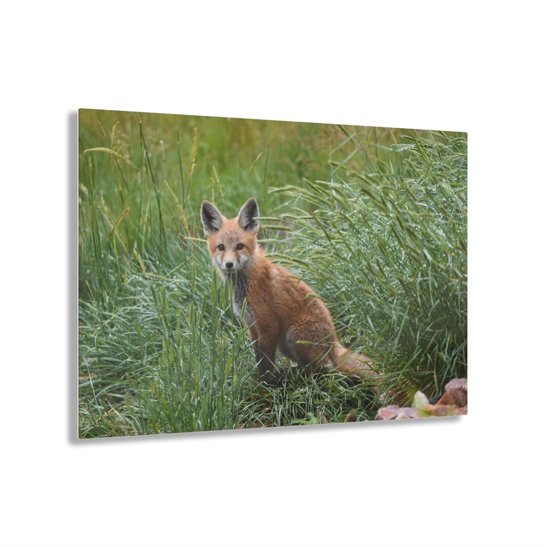 Wildlife Photography Acrylic Print, Evening Sun Fox Kit, Red Fox ...