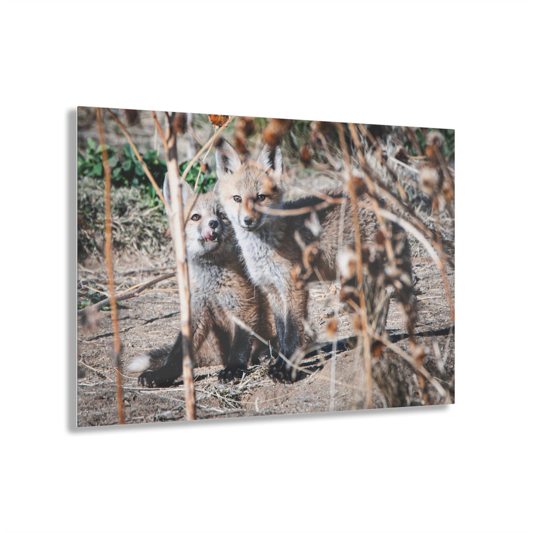 Wildlife Photography Fox Kit Acrylic Prints, Red Fox Kit Print, Home ...