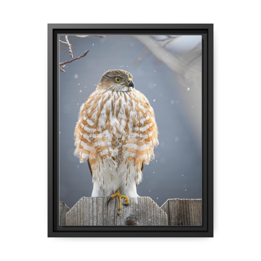 Sharp Shinned Hawk Wildlife Photography Matte Canvas, Black Frame, Hawk ...