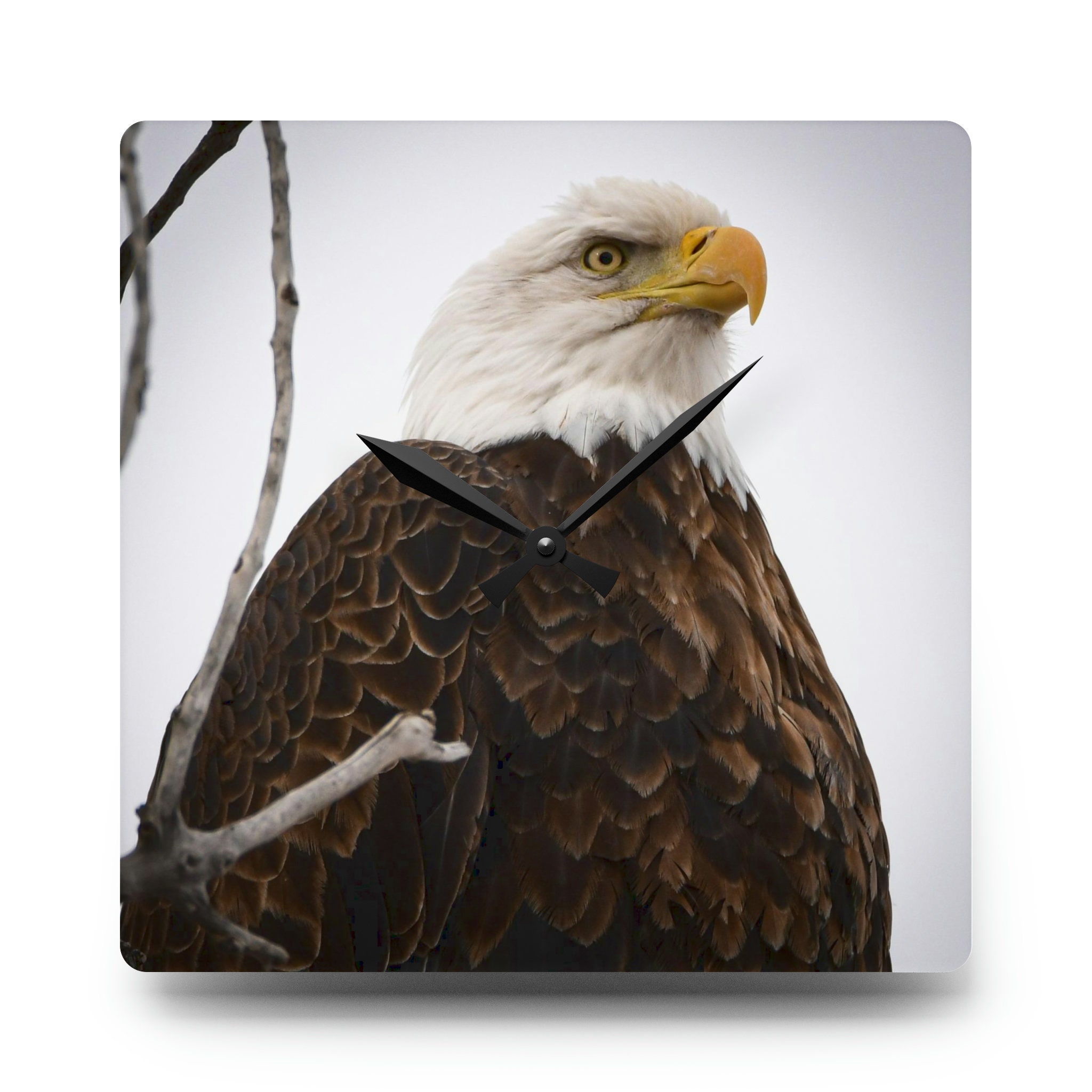 Wildlife Photography Clock, Bald Eagle Clock, Bird of Prey Clock ...