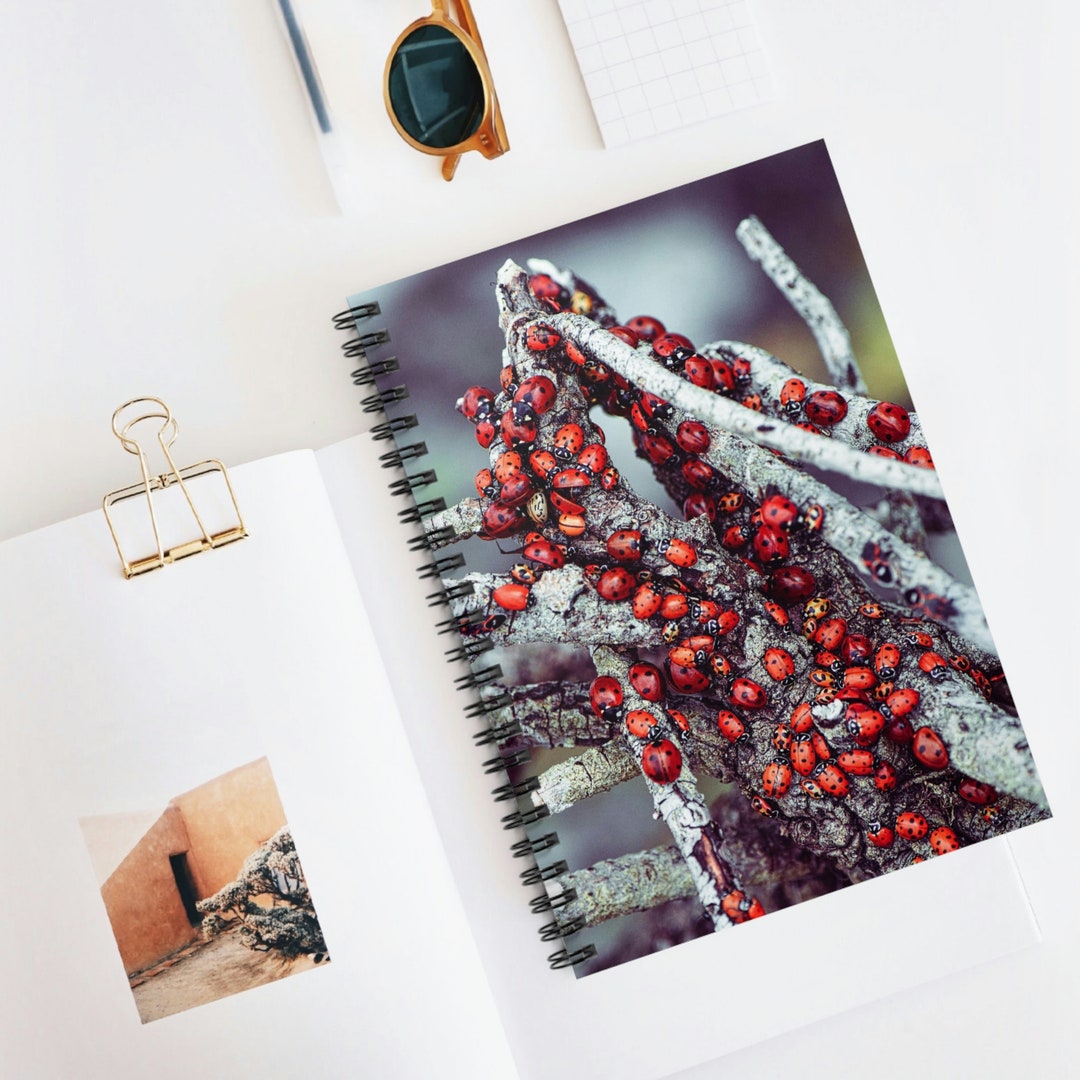 Wildlife Photography Journal, Ladybug Frenzy Journal, Loveliness of ...