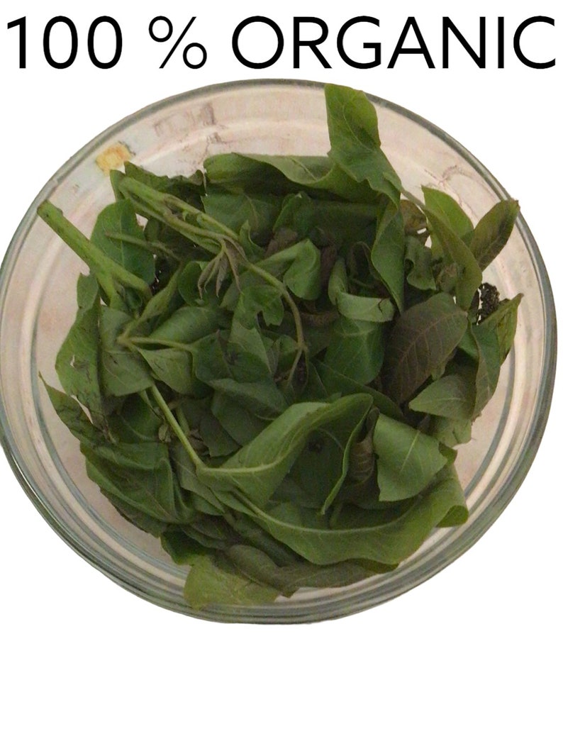 Common Dried Walnut Leaf Herbal Tea, Natural Herbs for Tea, Aromatic ...